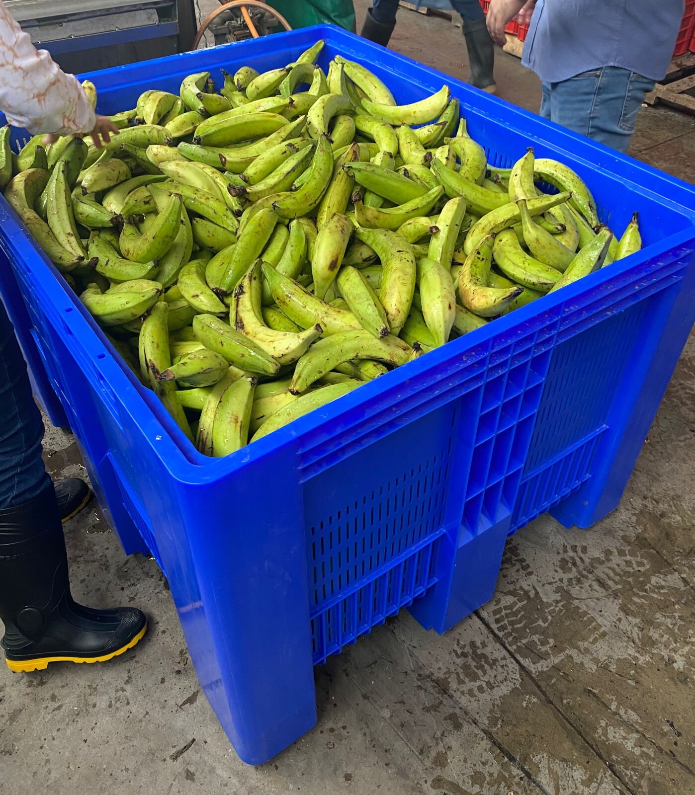 Idéale pour les bananes – la caisse palette SB3 de Craemer